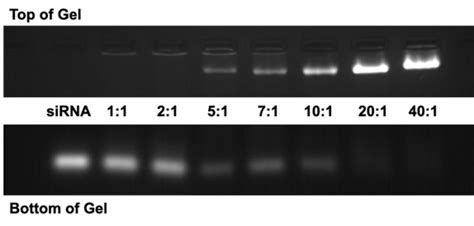 Preparation Of Neutrally Charged Ph Responsive Polymeric Nanoparticles For Cytosolic Sirna Delivery