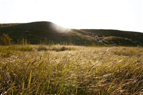 Premium Photo A Photo Of A Sunset Landscape With Long Grass In The Foreground And Hills In The