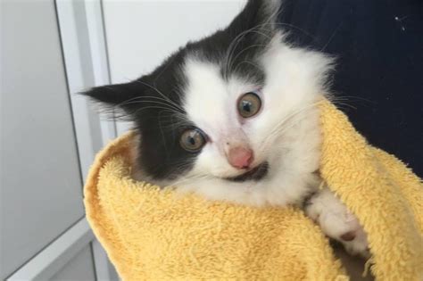Kitten Rescued From Barbed Wire On 50 Foot High Castle Wall