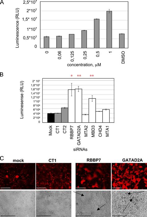 Down Regulation Of Components Of Histone Deacetylase Complex Hdac