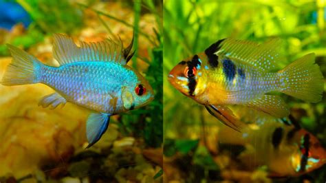 German Blue Ram Beginners Guide Updated 2023 50 Off