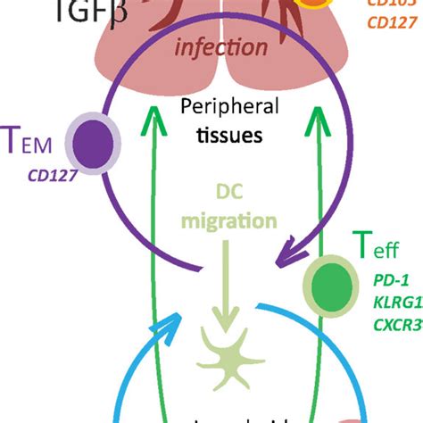Tissue Distribution Of Memory CD T Cells Download Scientific Diagram