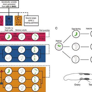 An Overview Of The Selection Regimes A The Sex Limited Selection