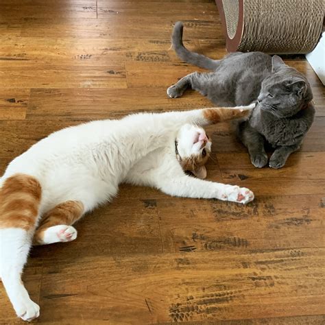 Cf8 B2525 Dcde 4518 A3 C6 C9 B26 C293 A97 Hosted At Imgbb — Imgbb