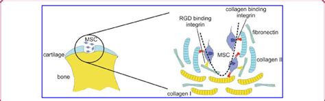 Model For Msc Adhesion To Articular Cartilage Lesions Msc Are Able To