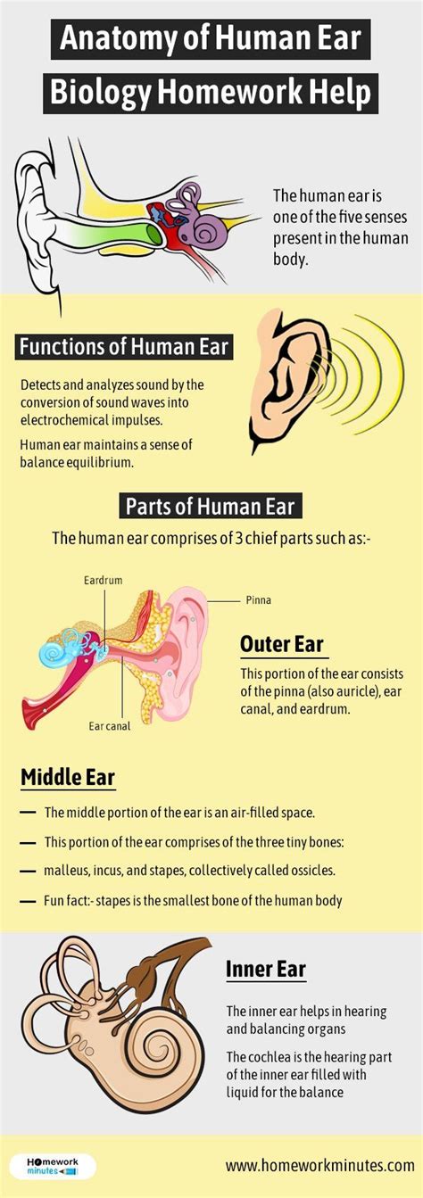 Anatomy Of Human Ear Biology Homework Help Human Ear Anatomy Human