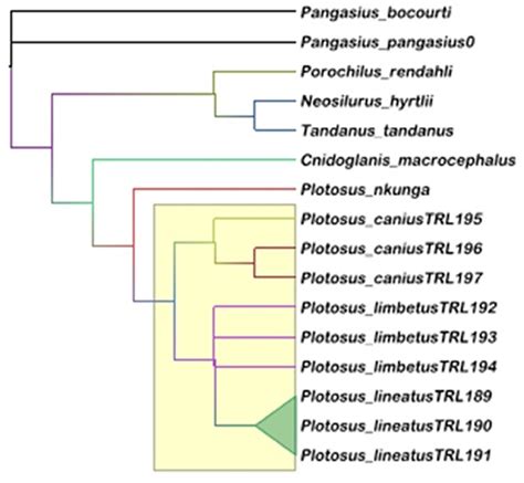 Phylogeny Of Bagridae Based On Coi Gene Sequence Colored Node Labels