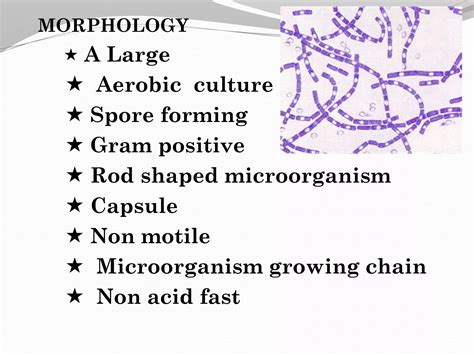Bacillus Anthracis [ Anthrax ] Pdf