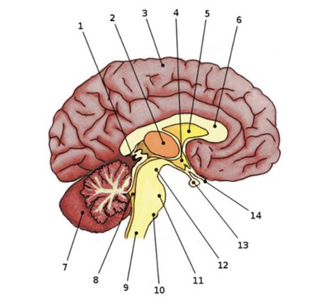 Brain Structure And Function Diagram Quizlet
