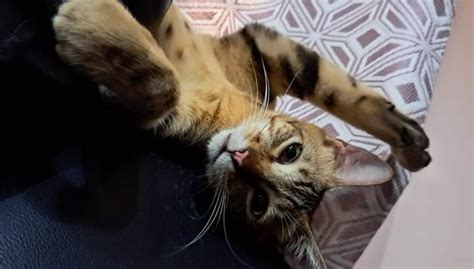 Tummy Tickle Time With The Photogenic One R Catsofrph