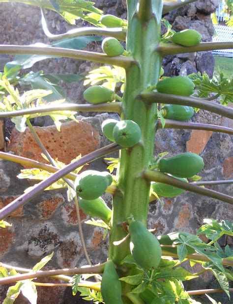 A Kitchen Garden In Kihei Maui Growing A Papaya Plant From A Seed