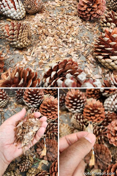 What Do Pine Tree Seeds Look Like Is A Pine Cone The Seed