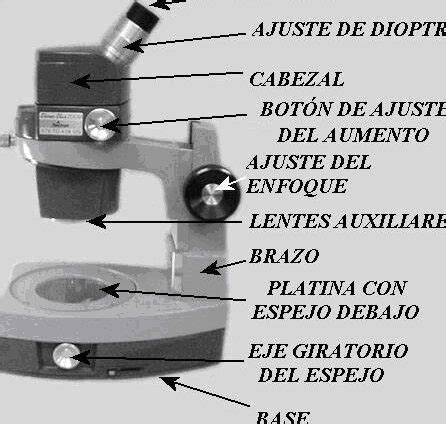 Función Del Microscopio De Disección Guía Completa