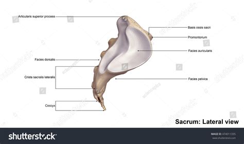 Sacrum Lateral View 3d Illustration Ilustración De Stock 474011335