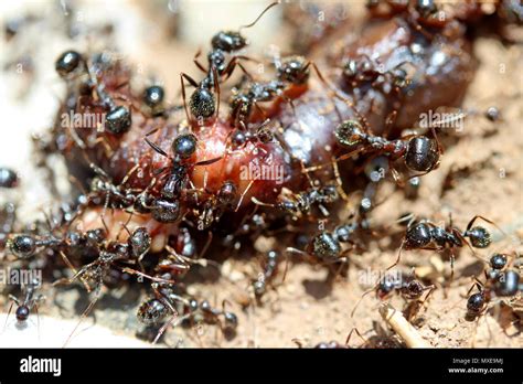 Army Ants Attacking Humans
