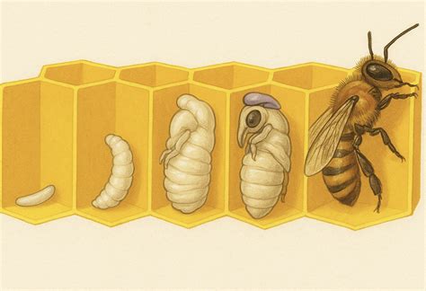 Honey Bee Life Cycle Simple Printable Artofit