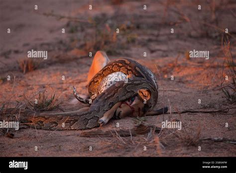 African Rock Python Python Sebae Constricts An Impala Aepyceros