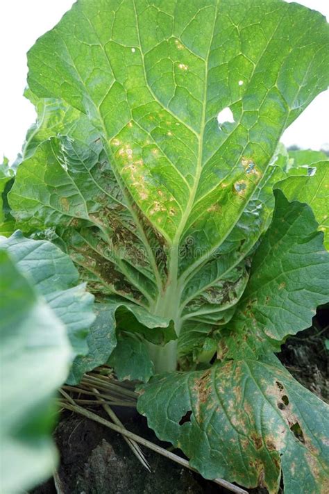 Chinese Cabbage Disease Symptom On Leaf Stock Image Image Of