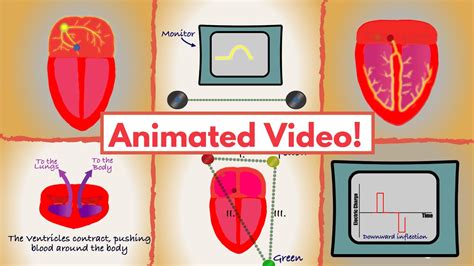 Cardiac Conduction Animated Video How Electricity Controls The