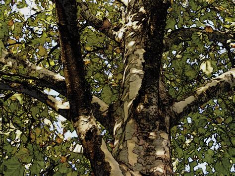 무료 이미지 분기 목재 햇빛 잎 트렁크 나무 껍질 자작 나무 가을 식물학 시즌 가지 낙엽 플라타너스 작은 숲 삼림지 서식지 꽃 피는 식물