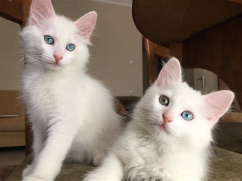 Brother And Sister Scrolller