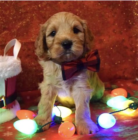 Archie Comes Home Tomorrow R Cavapoo