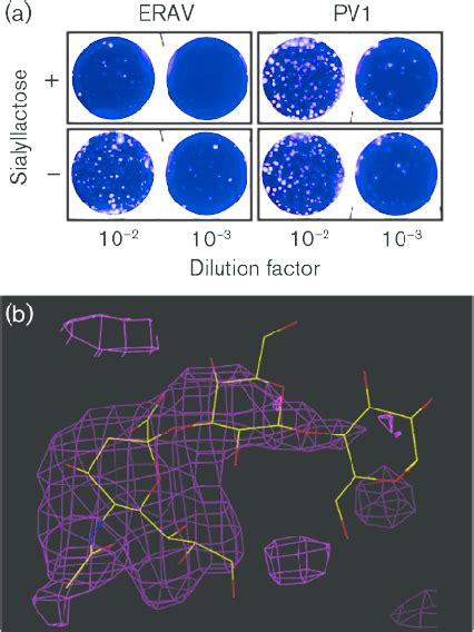 Evidence For Sialyllactose Interaction A Infectious Centre Assay Download Scientific Diagram