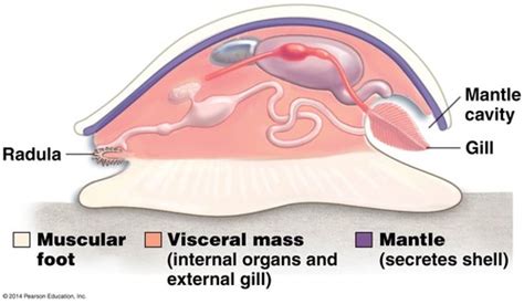 Mollusks Flashcards Quizlet