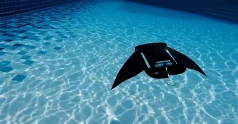 [와우 과학] 아싸 가오리~ 바닷속 헤엄치는 쥐가오리 로봇 개발