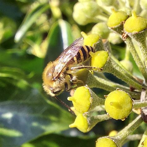 Ivy Bee Colletes Hederae 962 — Microeden