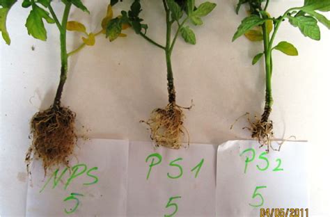 Pamje E Sistemit Rrënjor Të Bimëve Të Trajtuara Me 5 Mll Ethrel Download Scientific Diagram