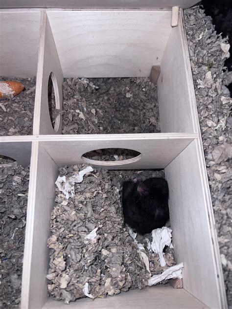 Hideout Question Scrolller