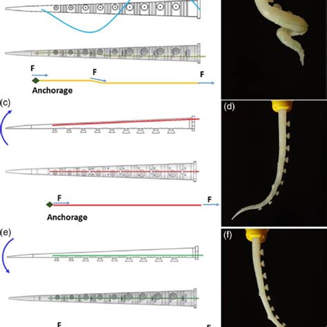 A Drawing Of An Octopus Photo By Annalisa And Marina Download Scientific Diagram