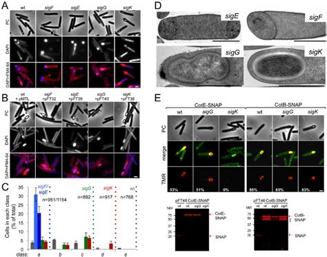 The Sporulation Pathway In C Difficile 630 D Erm And The Role Of
