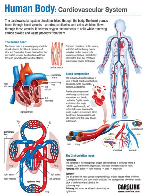 Cardiovascular System Pdf