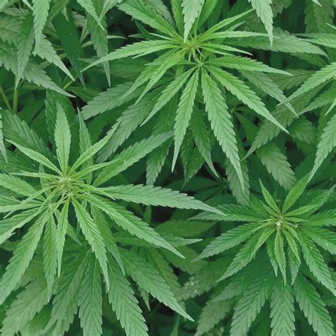Sativa – Cosmic Elements