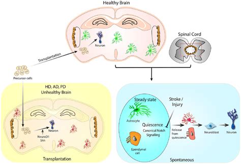Generative Potential Of Adult Brain Parenchyma Parenchymal Astrocytes Download Scientific