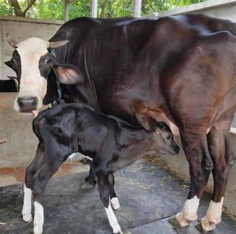 বিসমিল্লাহ ডেইরি ফার্ম এন্ড এগ্রো Dhaka