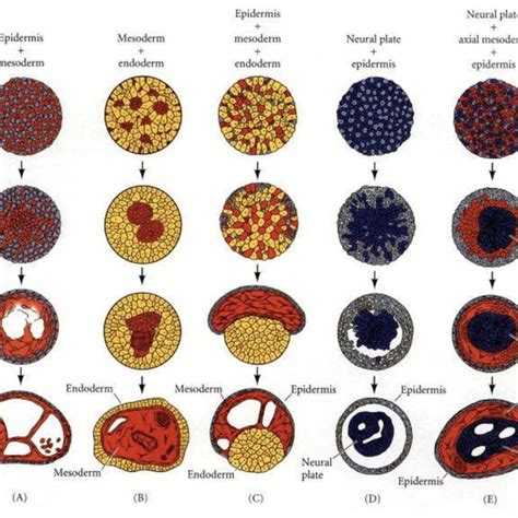 7 A Basic Epiboly Simulation The Epithelial Cells Start In A Disc
