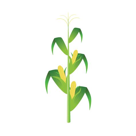 Corn Stalks Clipart At Jasper Butler Blog