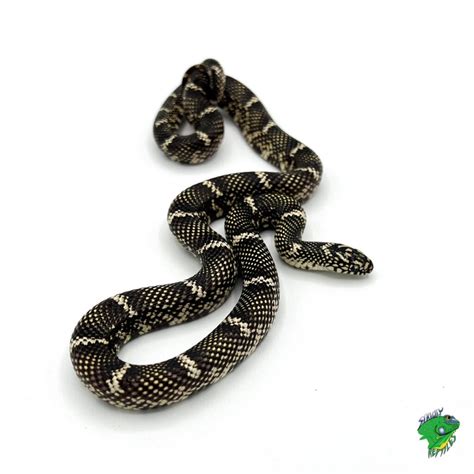 Leucistic Gray Banded King Snake Juvenile Pair Strictly Reptiles Inc