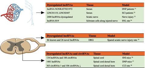 Long Non‐coding Rna Lncrnas And Circular Non‐coding Rnas Circrnas Download Scientific