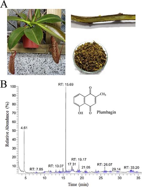 Gc Ms Analysis Of Nm S A A Preparation Of The Stem Extract B Gc Download Scientific