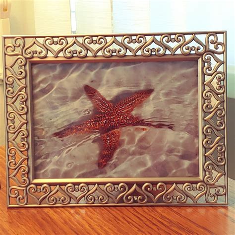 Atlantic Cockle Shells Assorted Sizes Gulf Of Mexico Florida Seashells