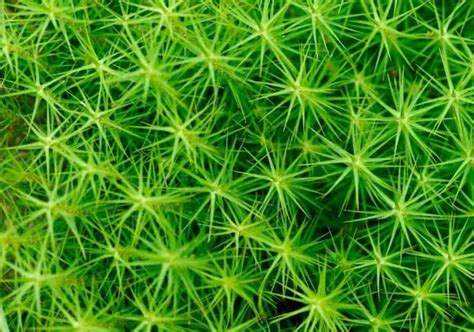Popular Types Of Moss Plants Scientific Names Photos
