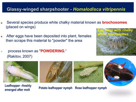 Morphology And Adaptations Of Immature Stages Of Hemiptera Ppt