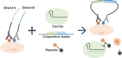 Crispr Cas12a Assisted Dna Circuit For Nonmicroscopic Detection Of Cell Surface Receptor