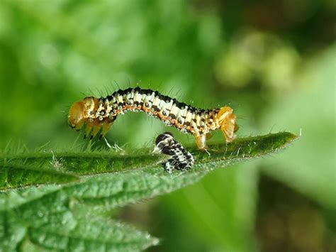 The Magpie Somerset Moths