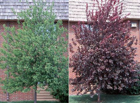 Chokecherry Tree