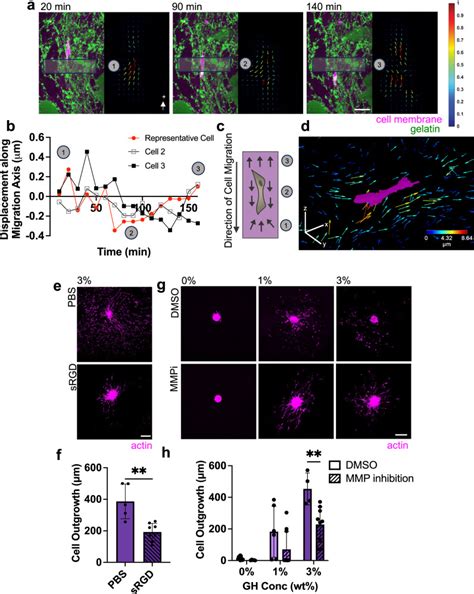 Microinterfaces In Biopolymer Based Bicontinuous Hydrogels Guide Rapid 3d Cell Migration Pmc